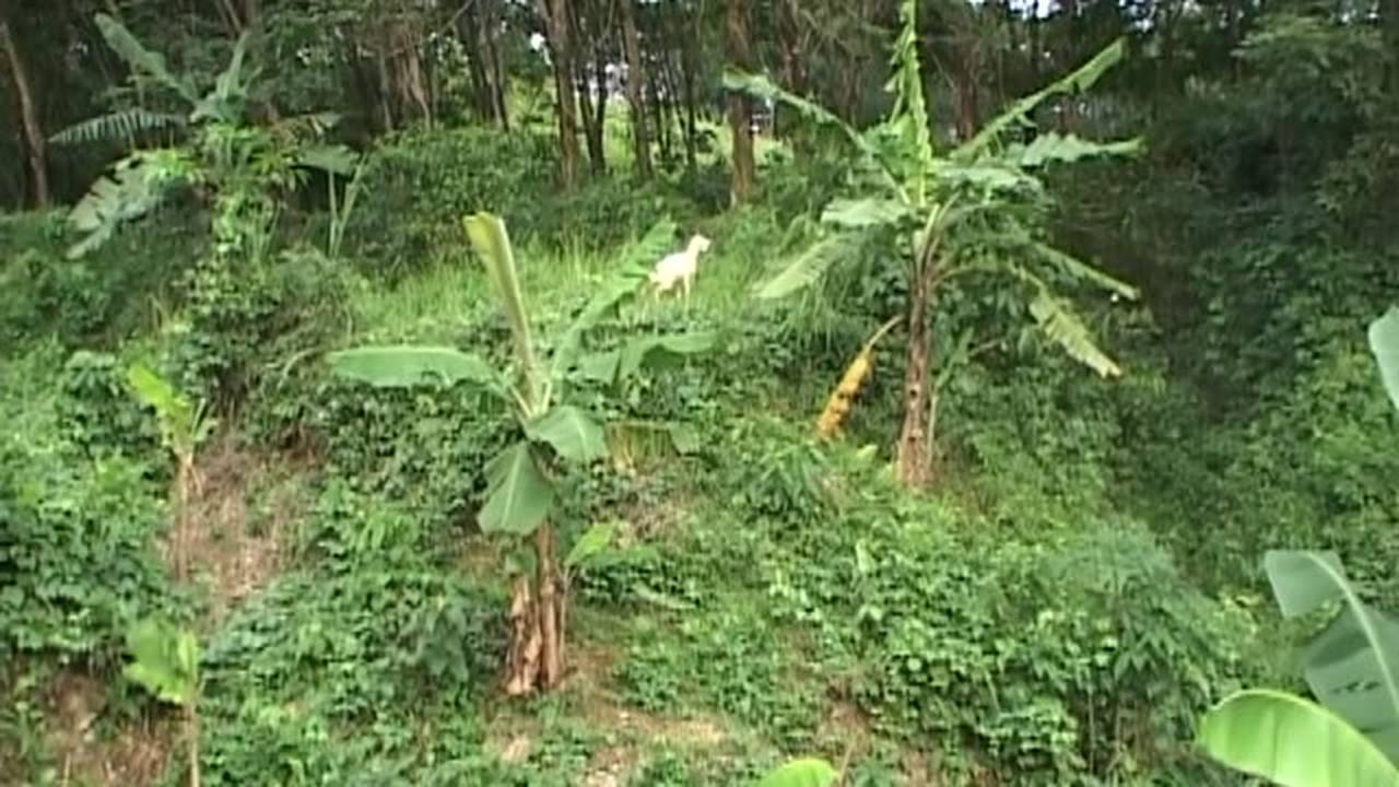 Bagong Wedus | Vidio