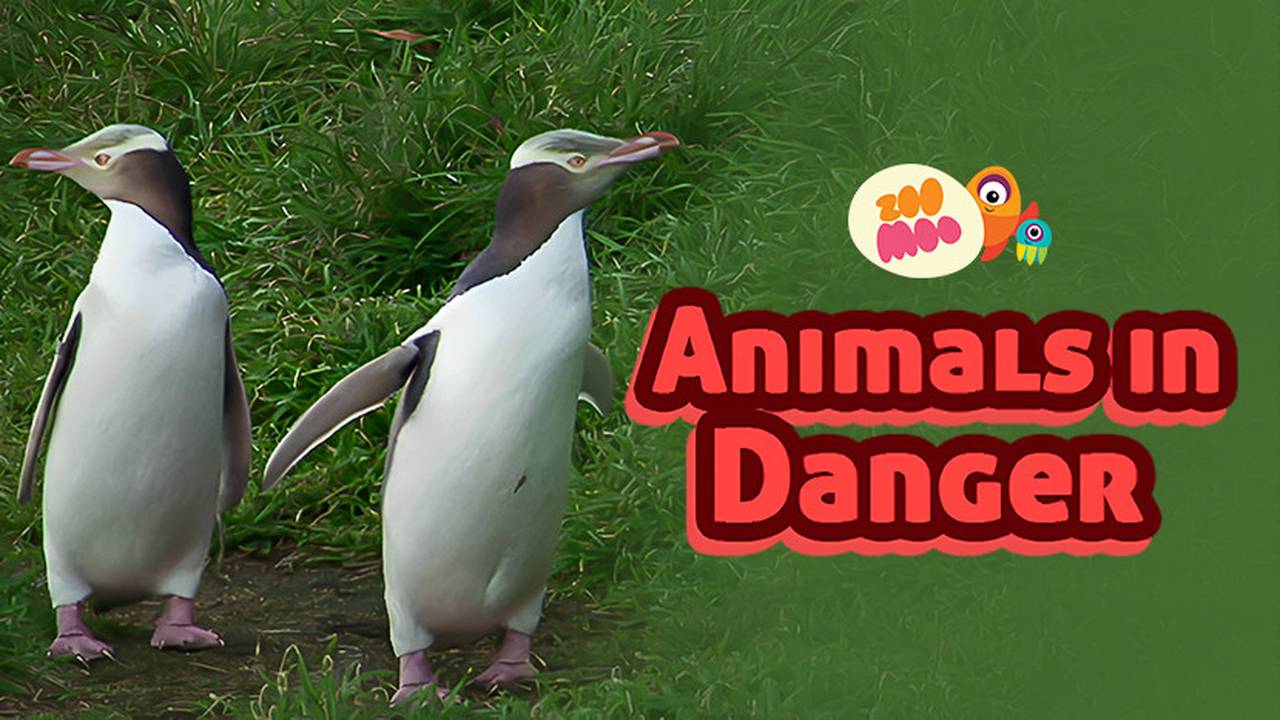 ZooMoo Specials: Animals in Danger | Vidio