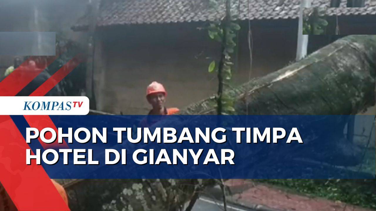 Hujan Deras dan Angin Kencang, Pohon Setinggi 15 Meter Timpa Hotel di ...