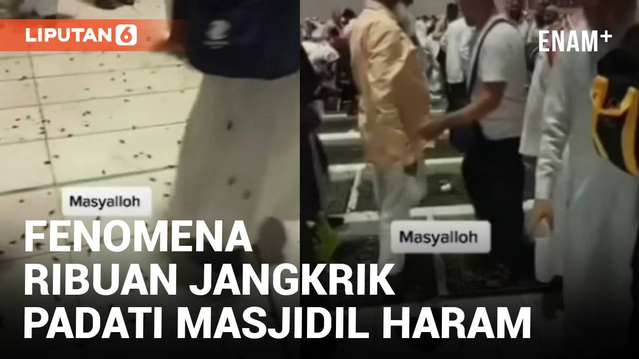 Fenomena Ribuan Jangkrik di Masjidil Haram Bikin Geger Netizen ...
