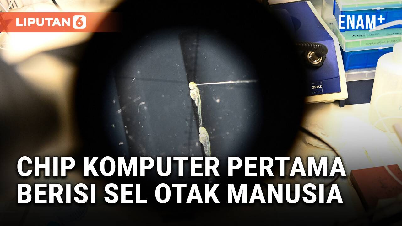 Sel-Sel Otak yang Digunakan dalam Chip Komputer Pertama di Dunia | Vidio