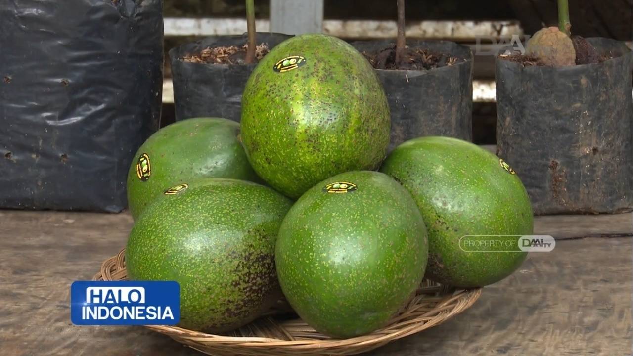 Alpukat Cipedak, Legit dan Manis