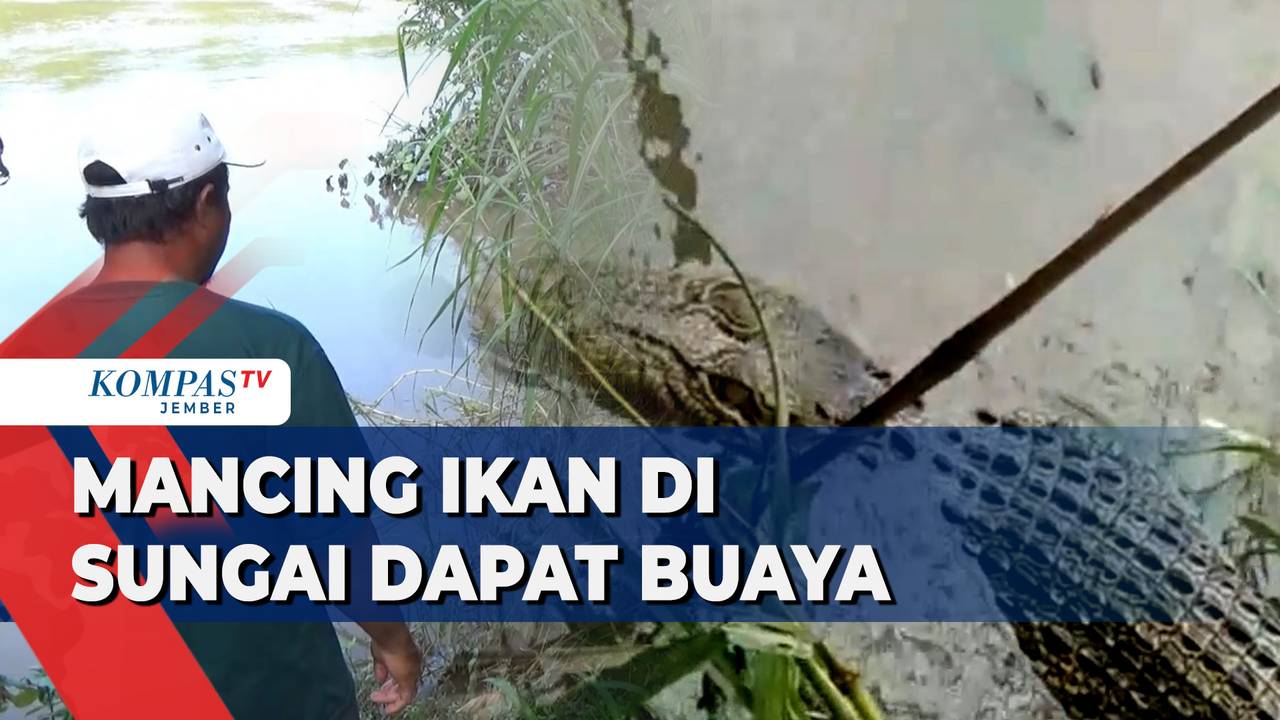 Mancing Ikan di Sungai Bondoyudo Malah Dapat Buaya - Kompas TV | Vidio