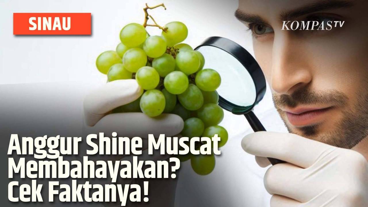 Anggur Shine Muscat Mengandung Residu Berbahaya? Simak Penjelasannya ...
