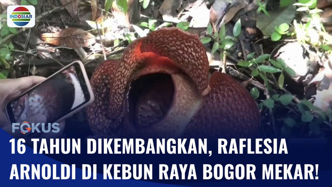 Rafflesia Arnoldi di Kebun Raya Bogor Mekar Perdana Setelah 16 Tahun ...
