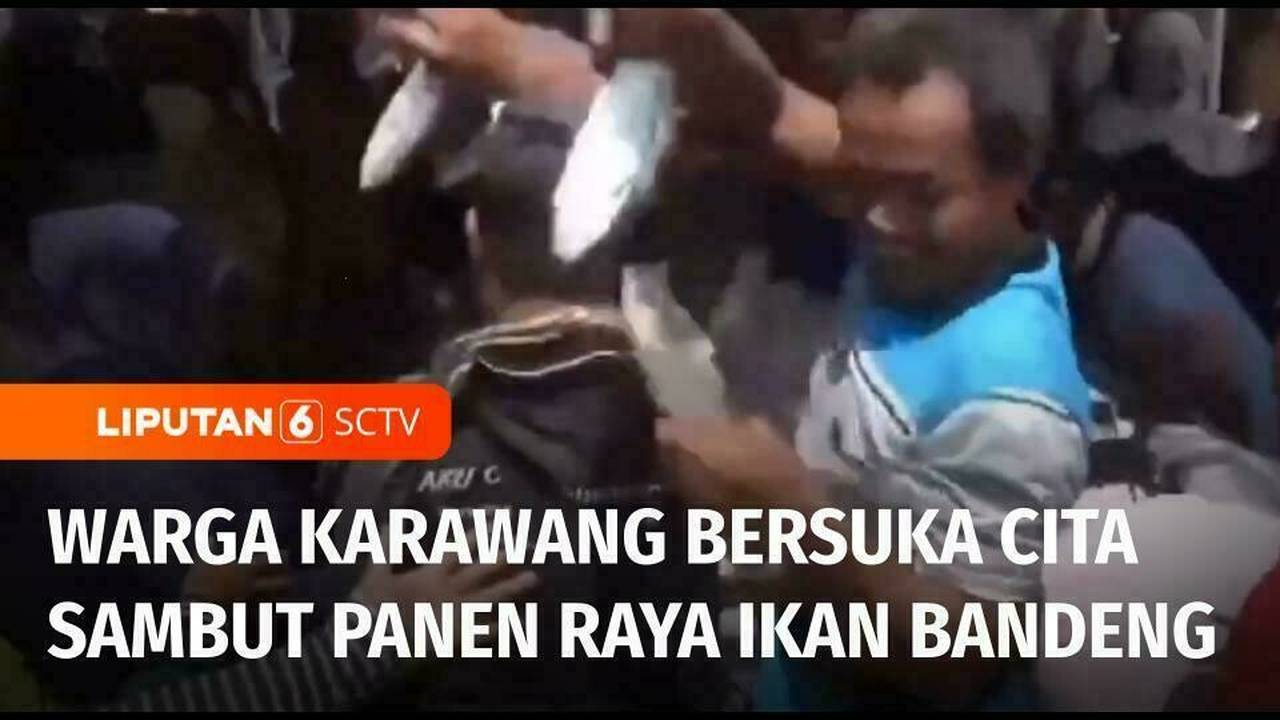 Panen Raya, Petani Tambak di Karawang Berbagi Dua Ton Ikan Bandeng ...