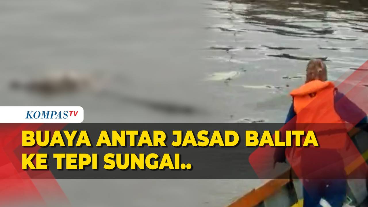 Viral! Buaya di Sungai Mahakam Antar Jasad Balita Tenggelam ke Tepian ...