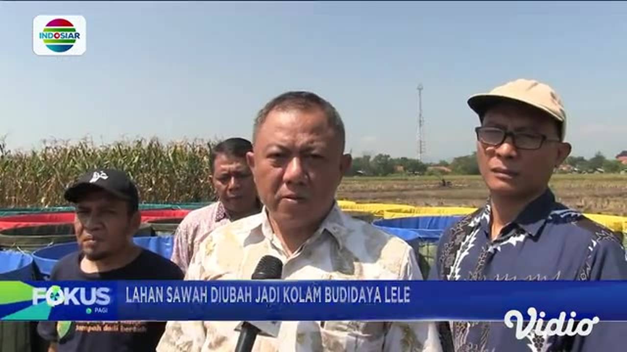 Lahan Sawah Diubah Jadi Kolam Budidaya Lele - Indosiar Regional