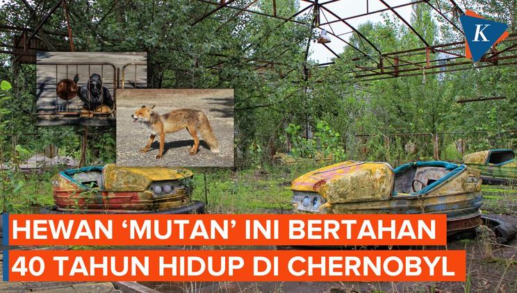 Nonton Video Hewan Di Chernobyl Terbaru | Vidio