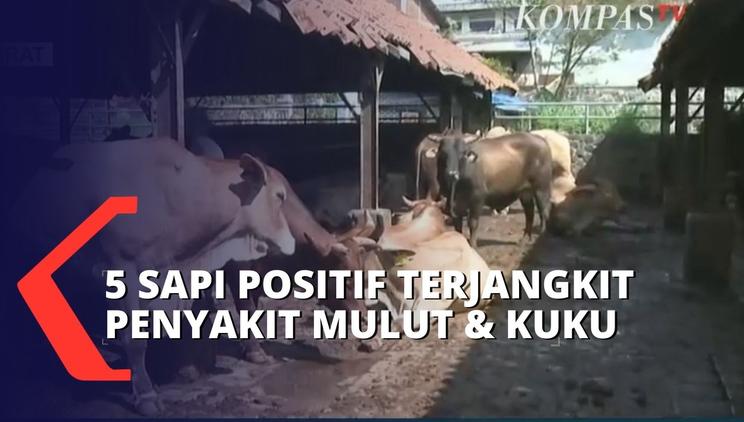 Nonton Video 5 Sapi Terjangkit Penyakit Mulut Dan Kuku Terbaru | Vidio