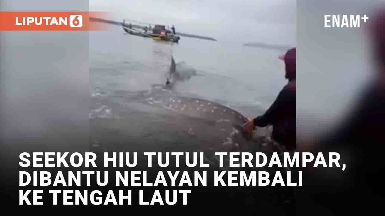 Terdampar di Pantai, Seekor Hiu Tutul Berhasil Kembali ke Tengah Laut ...