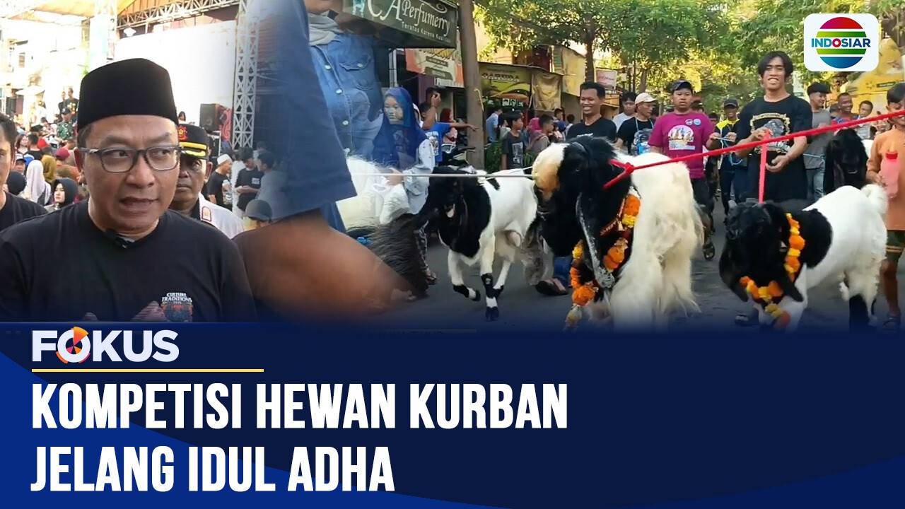 Ratusan Kambing dan Domba Ikut Lomba Lari di Kediri, Ajang Unjuk ...