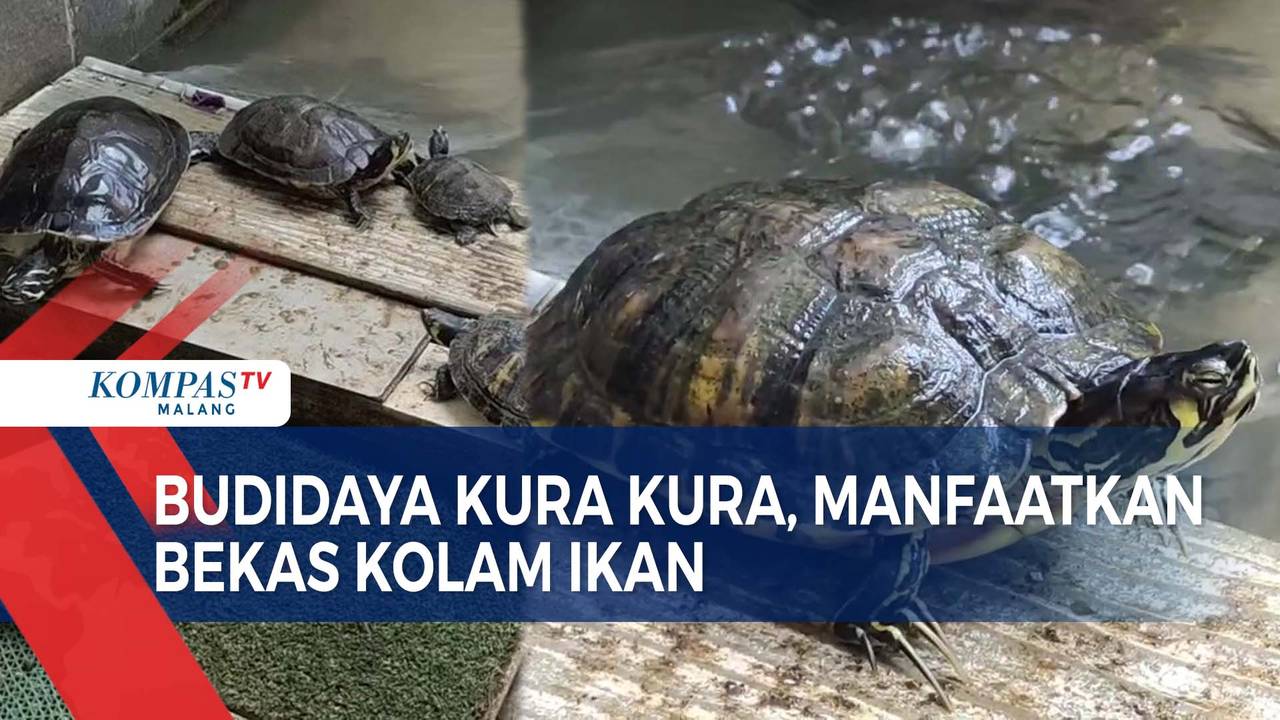 Peluang Cuan, Budidaya Kura Kura Omzet Jutaan Rupiah - Kompas TV | Vidio