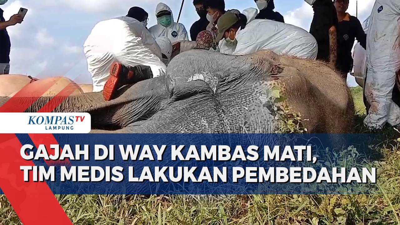 Seekor Gajah Jinak Mati di Taman Nasional Way Kambas Lampung Timur - Kompas TV | Vidio