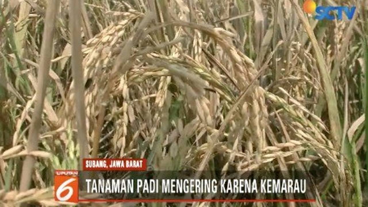 Kemarau Tiba, Ratusan Hektare Tanaman Padi di Subang Terancam Gagal Panen – Liputan6 Terkini ...