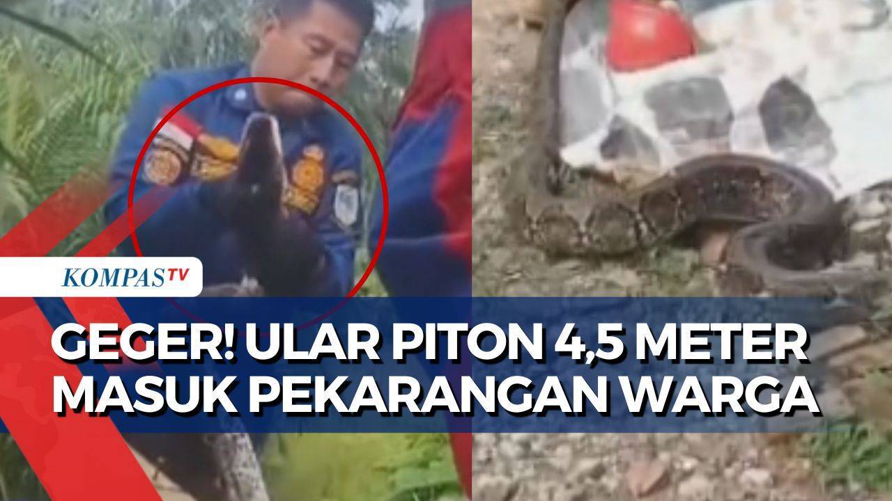 Heboh Ular Piton 4,5 Meter Masuk Pekarangan Rumah Warga di Jambi, Berat ...