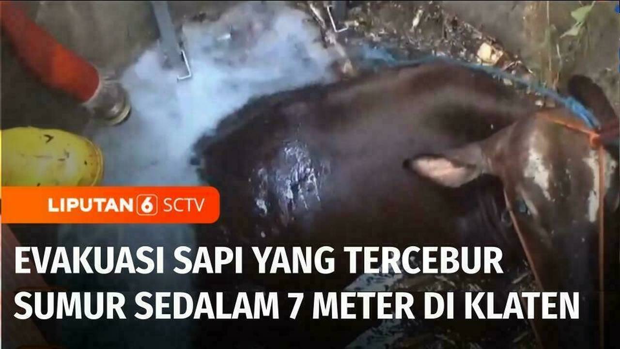 Sapi 100 Kg Tercebur ke Dalam Sumur, Evakuasi Berlangsung Dramatis | Liputan 6 - SCTV | Vidio