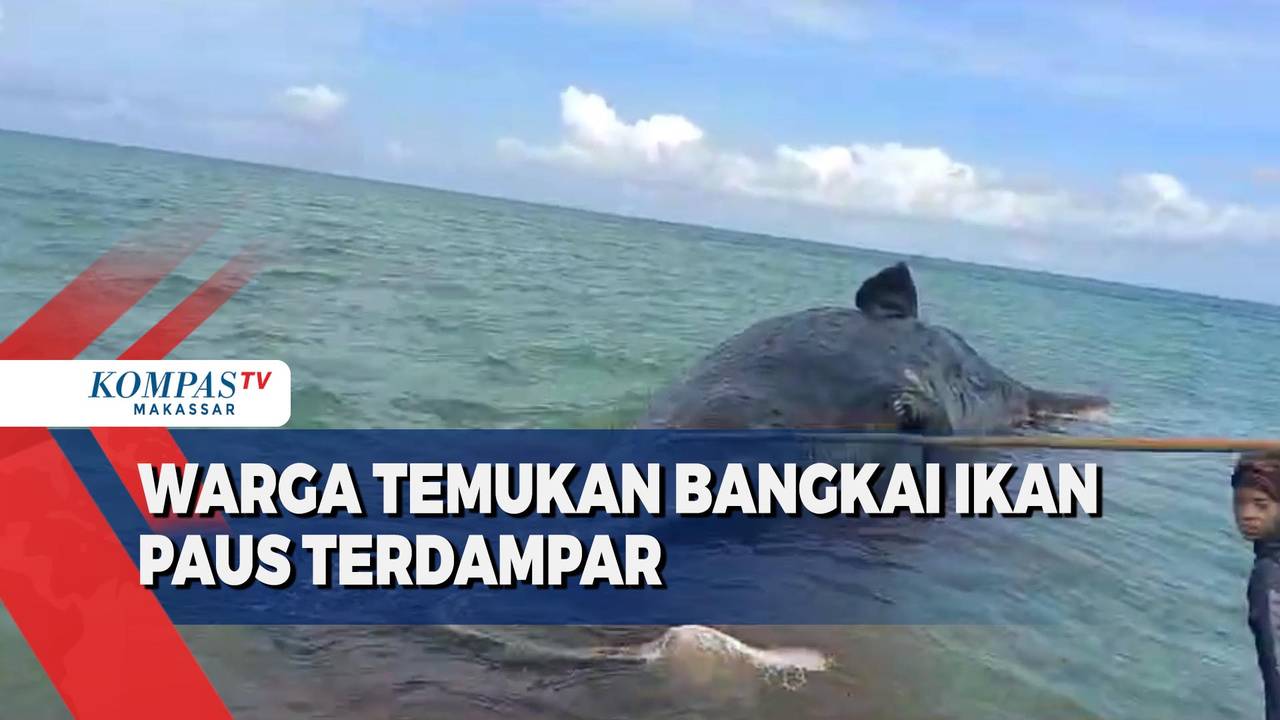 Warga Temukan Bangkai Ikan Paus Terdampar - Kompas TV
