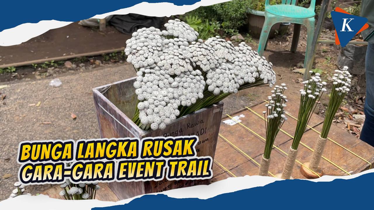 Mengenal Edelweis Rawa, Bunga Langka yang Dirusak Pemotor Trail di ...