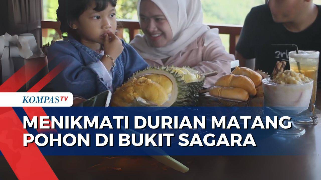 Pengalaman Seru Menikmati Durian Matang Pohon di Bukit Sagara Sukabumi ...