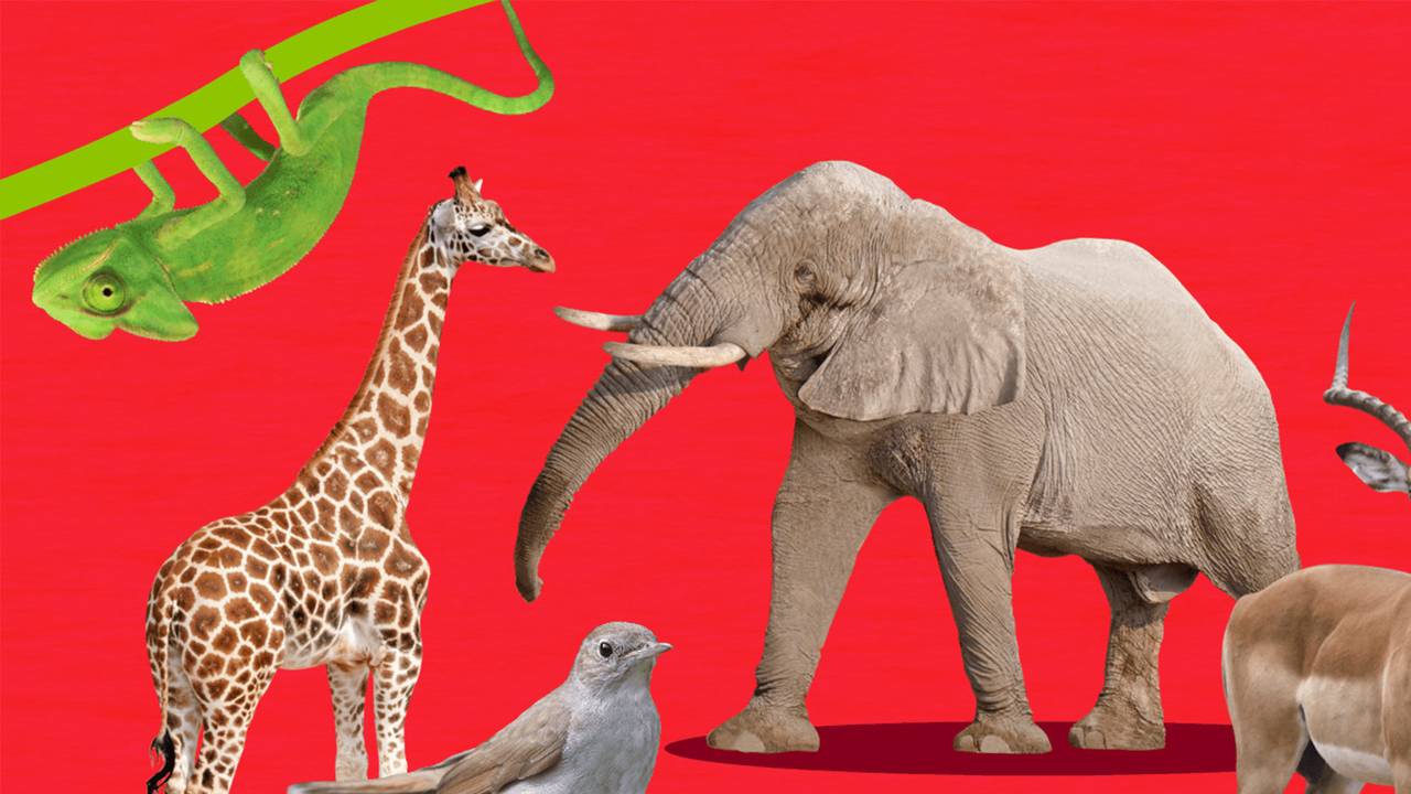 Baby Shark Animal Songs (Ep 06) - ABC Animal Train | Vidio