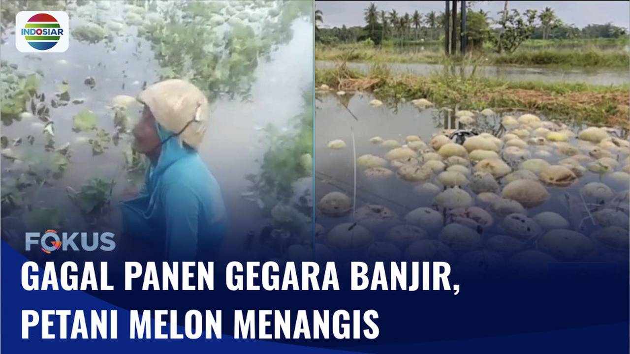 Petani Menangis Lantaran Gagal Panen Melon yang Terendam Banjir | Fokus - INDOSIAR | Vidio