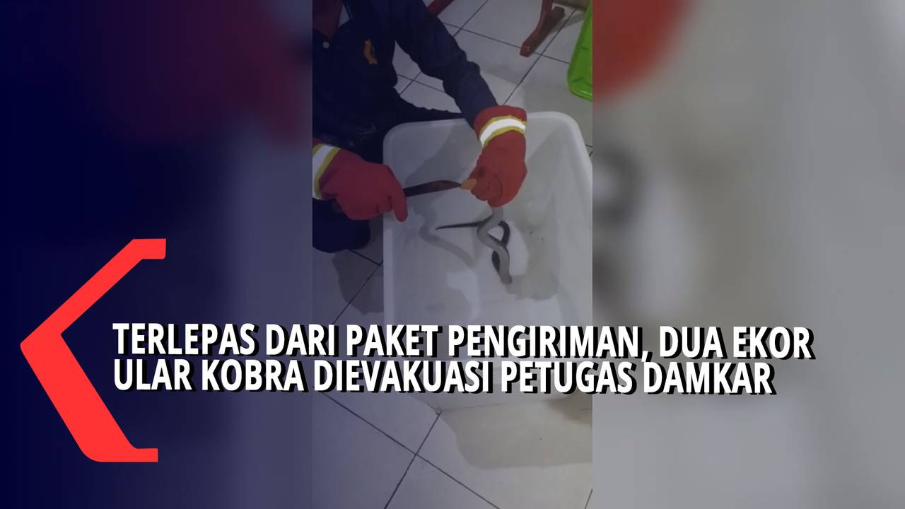 Terlepas Dari Paket Pengiriman, Dua Ekor Ular Kobra Dievakuasi Petugas ...