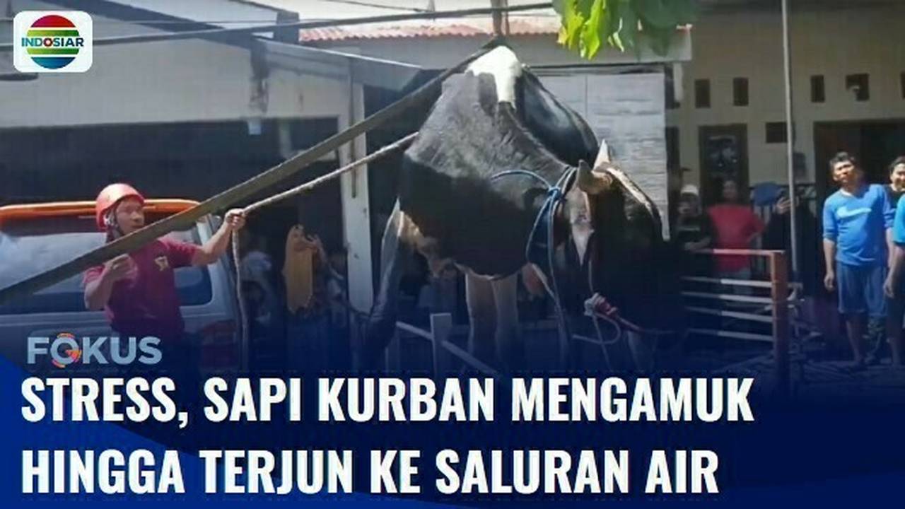 Diduga Stress, Sapi Berbobot 500 Kg Mengamuk Hingga Terjun ke Saluran ...