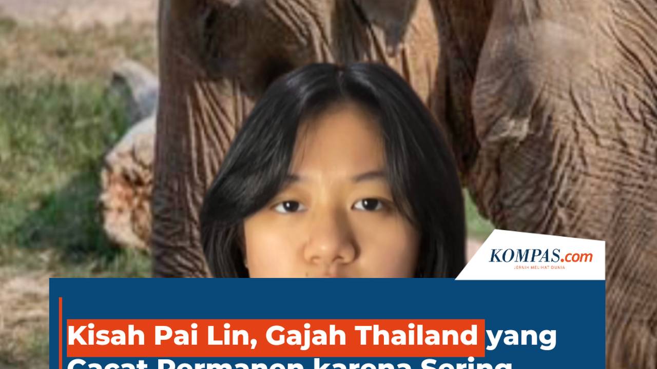 Kisah Pai Lin, Gajah Thailand yang Cacat Permanen karena Sering Angkut Wisatawan Selama 25 Tahun ...