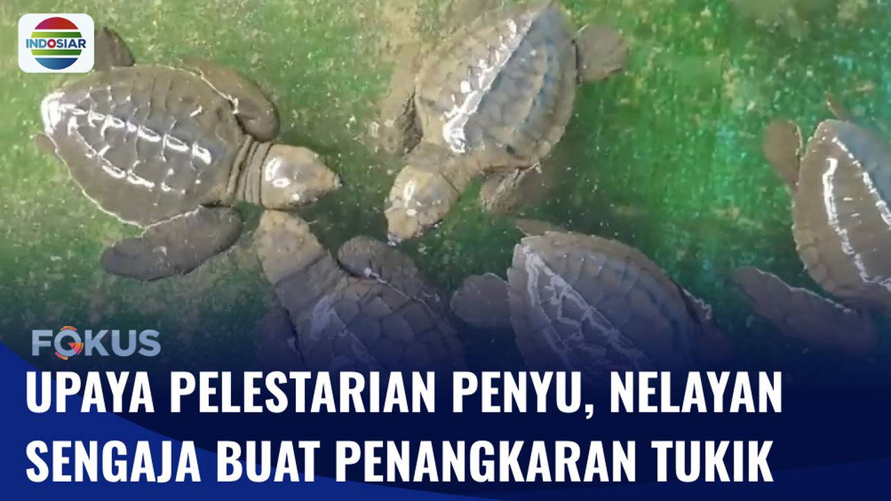 Demi Melestarikan Penyu yang Dilindungi, Nelayan Buat Tempat ...