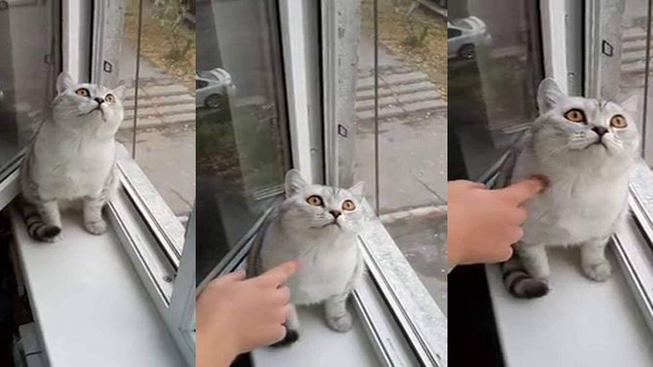 Ekspresi Kucing Fokus | Vidio