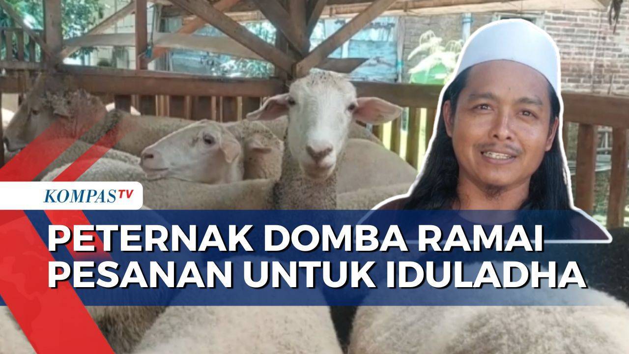 Harga Domba Kurban di Madiun Mulai Rp1,5 Juta, Pesanan Melonjak Jelang ...