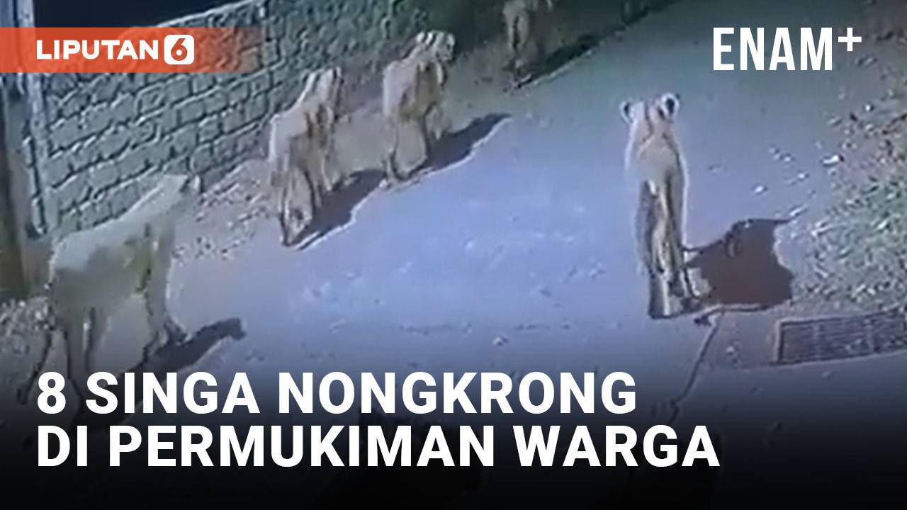 Bikin Tegang! 8 Ekor Singa Jalan-jalan ke Permukiman Warga di India ...