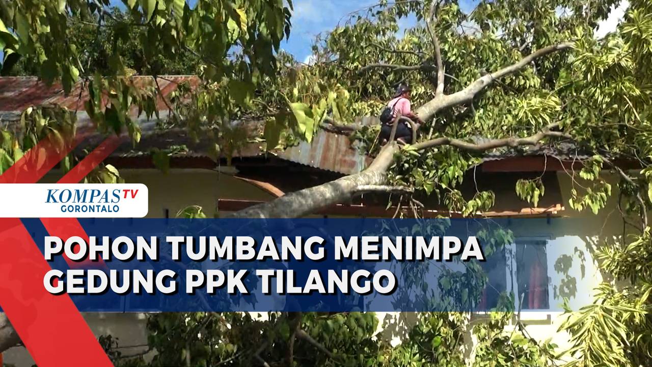 Pohon Tumbang Menimpa Gedung Sekretariat PPK Tilango - Kompas TV | Vidio