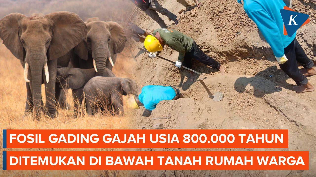 Fosil Gading Gajah Berusia 800.000 Tahun Ditemukan di Sragen, Jawa ...