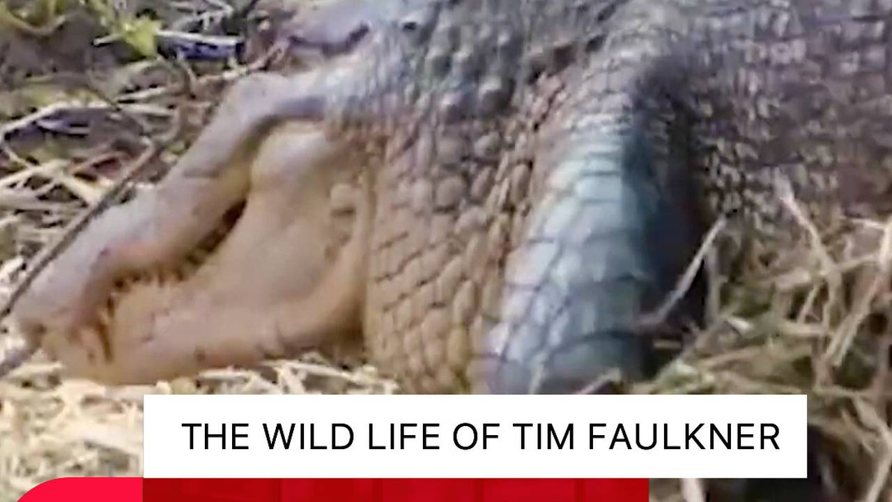The Wild Life of Tim Faulkner - Shorts | Vidio