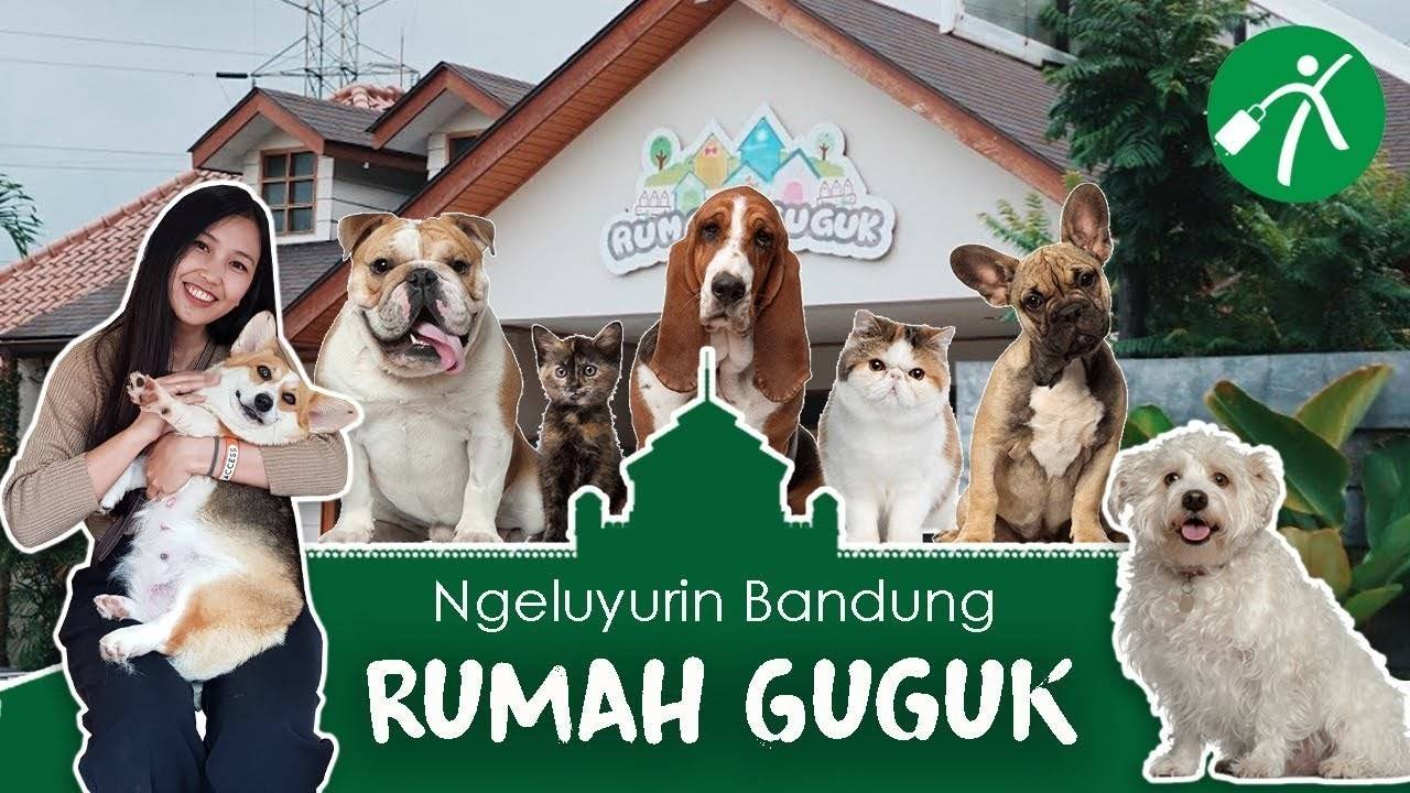 Main Sama Anjing-Anjing Lucu di Rumah Guguk Bandung, Gemes!