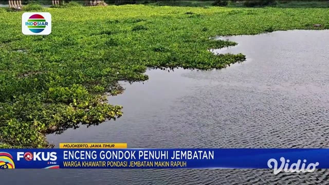 Enceng Gondok Penuhi Jembatan - Indosiar Regional | Vidio