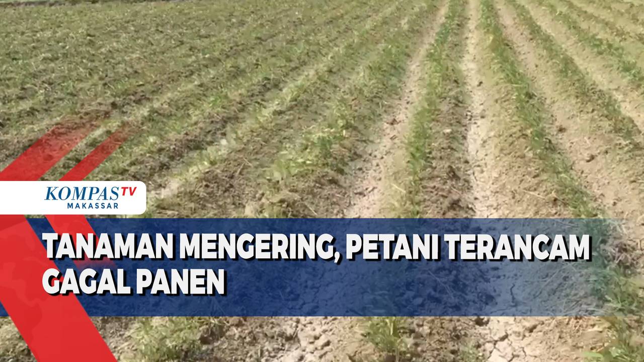 Tanaman Mengering, Petani Terancam Gagal Panen - Kompas TV | Vidio