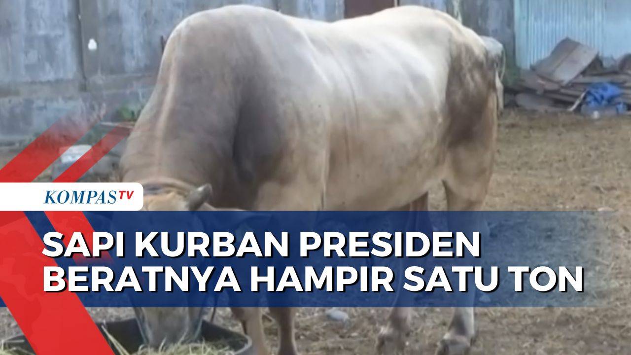 Sapi Kurban Milik Presiden Jokowi di Palu Berusia 4 Tahun, Beratnya ...
