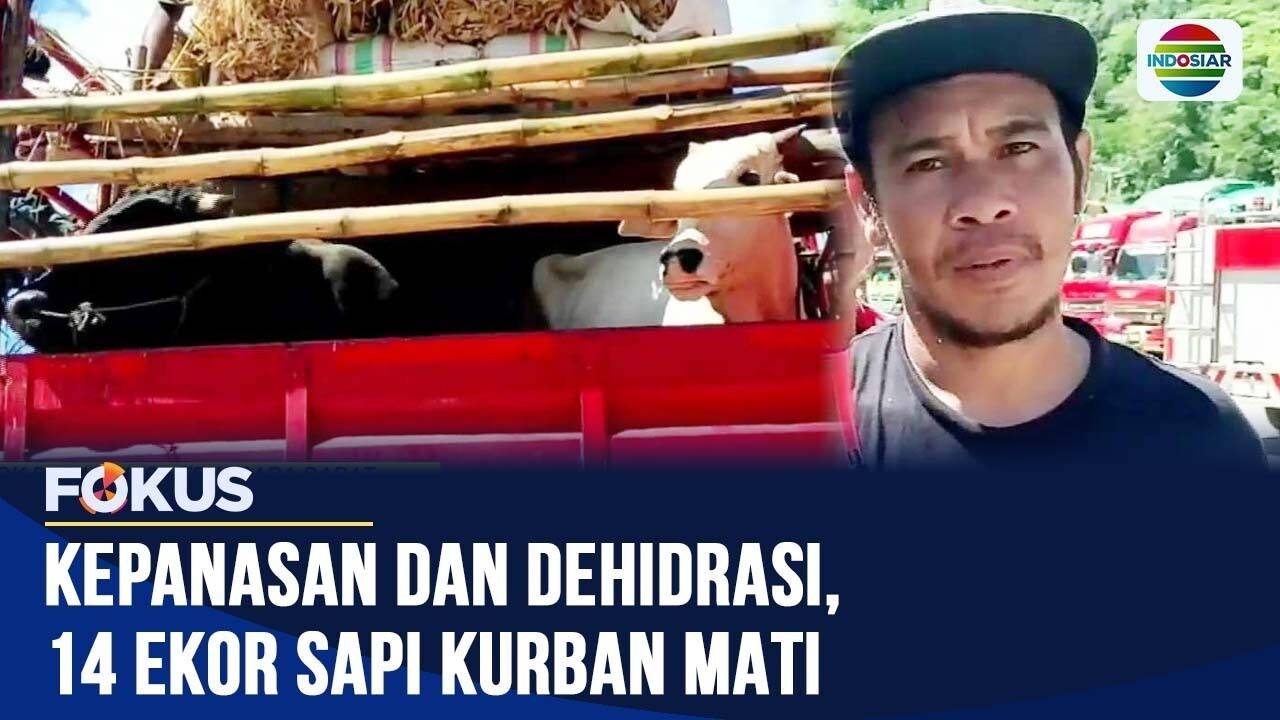 14 Sapi Kurban Mati Diduga karena Dehidrasi di Pelabuhan Gili Mas, NTB | Fokus - INDOSIAR | Vidio