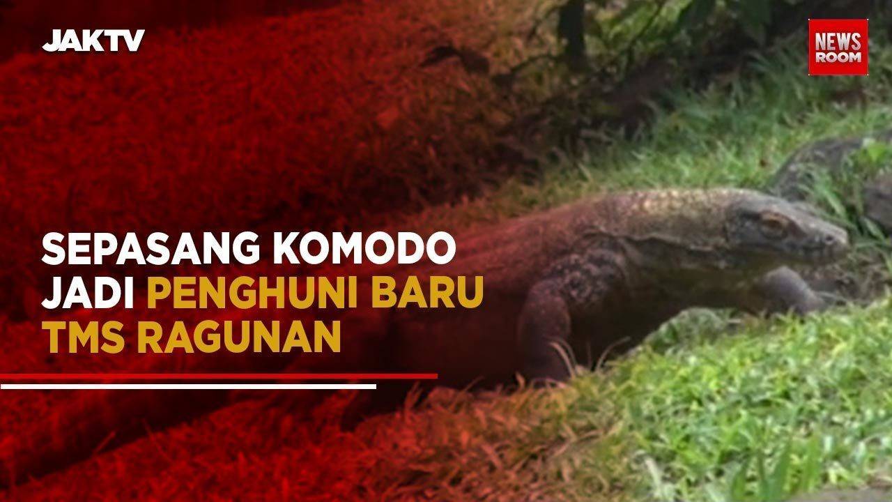 Sepasang Komodo Jadi Penghuni Baru TMS Ragunan - jaktv.official | Vidio
