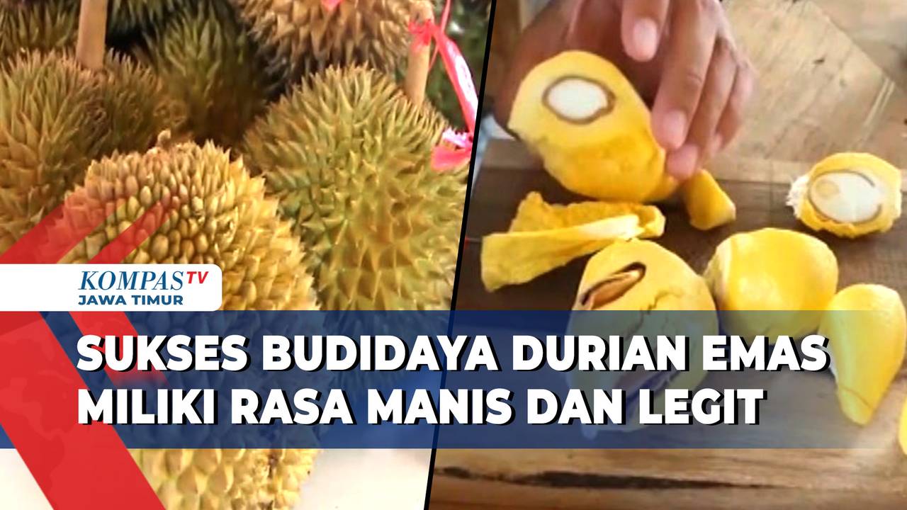 Petani Jember Sukses Budidaya Durian Emas Miliki Rasa Manis dan Legit ...