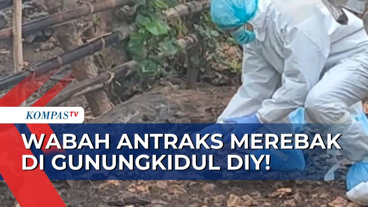 Dari Spora ke Ternak & Manusia, Antraks Merebak di Gunungkidul Yogyakarta! - Kompas TV | Vidio