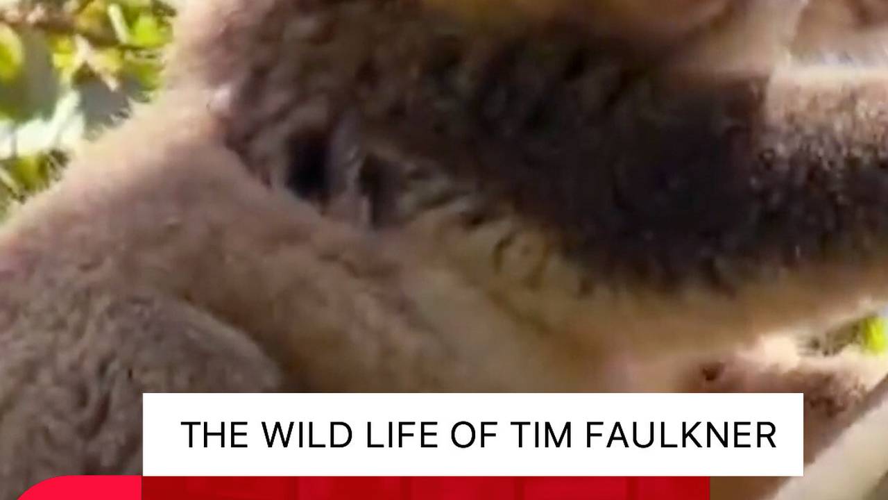 The Wild Life of Tim Faulkner - Shorts
