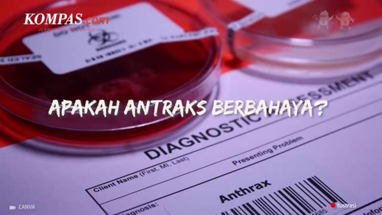 Apa Itu Virus Antraks dari Sapi? Berbahayakah jika Menular ke Manusia ...