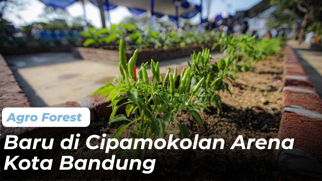 Cipamokolan Arena Argo Forest Baru di Kota Bandung - HaloBdg | Vidio