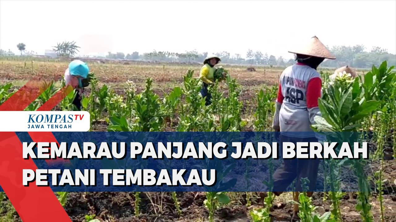 Kemarau Panjang Jadi Berkah Petani Tembakau di Kendal - Kompas TV | Vidio