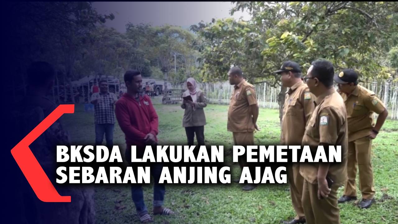 BKSDA Lakukan Pemetaan Sebaran Anjing Ajag di Aceh Besar - Kompas TV | Vidio
