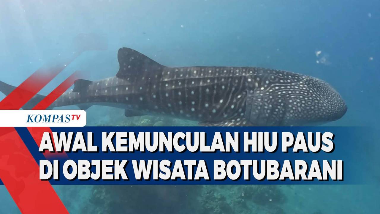 Awal Kemunculan Hiu Paus di Objek Wisata Botubarani - Kompas TV | Vidio